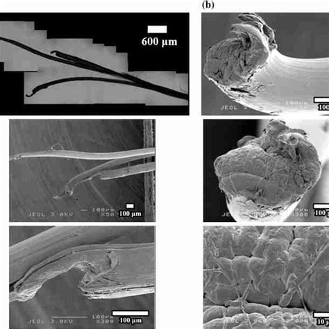 Scanning Electron Micrographs Of The Tensile Test Fracture Surfaces Of