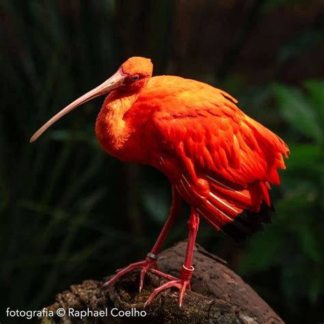 Guará GuyrÁ Piranga