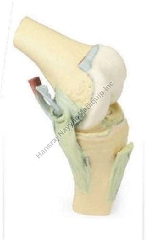 Knee Joint Flexed 3d Anatomical Model Manufacturer Supplier From Amritsar