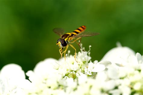 ホバリング上手 ミナミヒメヒラタアブ 4 By B88 （id：13005517） 写真共有サイトphotohito