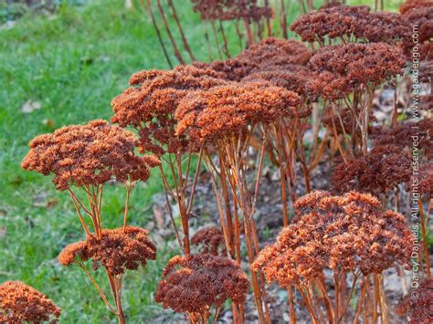 Sedum Autumn Joy