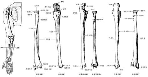 人体解剖学 骨学基础 哔哩哔哩