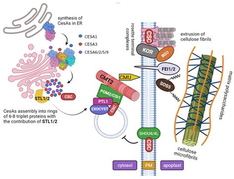 Trafficking Of Cellulose Synthase Complex Csc In Plant Cells