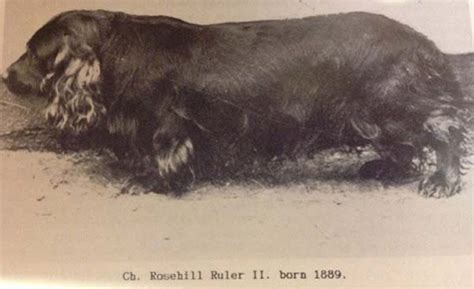 Akc Breeder Spotlight Meet John Robert Lewis Jr Of Lexxfield Sussex