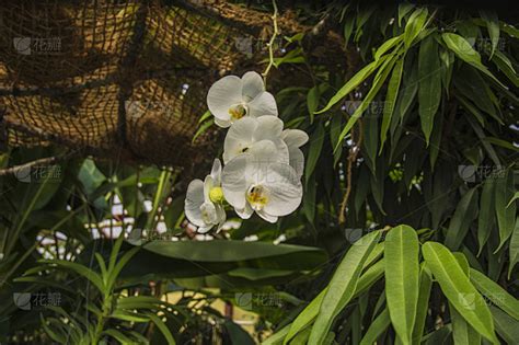 美丽的白色兰花与颜色图案的花瓣