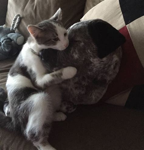 24 Fotos De Amizades Entre Cães E Gatos Que Vão Tocar Seu Coração