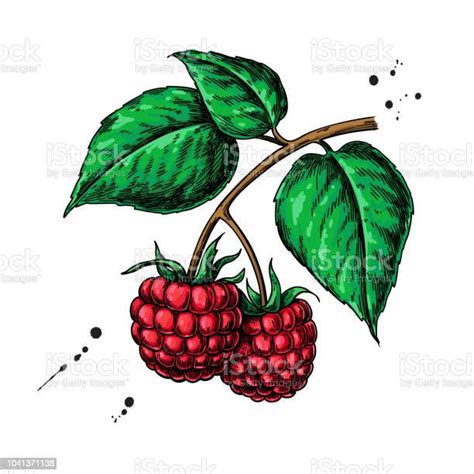 樹莓向量圖在白色背景上的孤立漿果分支草圖 夏天果子例證向量圖形及更多一組物體圖片 一組物體 健康的生活方式 健康飲食 Istock