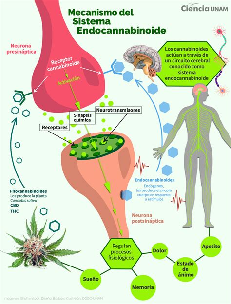 Desafíos De Los Nuevos Usos Medicinales De La Marihuana Ciencia Unam