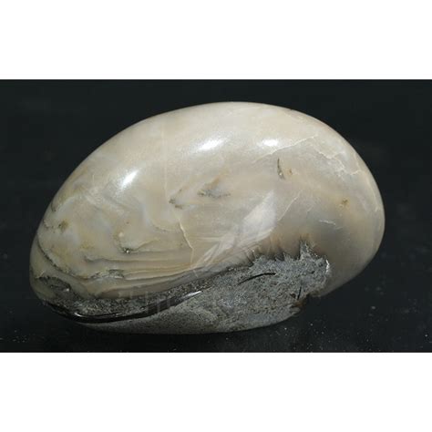 Gryphaea Fósil
