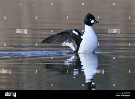 Goldeneye Duck Male In Water Bucephala Clangula Male Common Goldeneye
