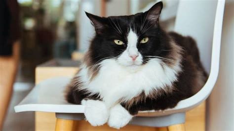 Most Common Cat Breeds 7 Of The Most Popular Moggies In The World