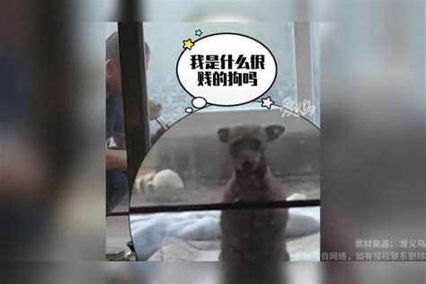 老爸吹葫芦丝，被家人嫌弃太难听，于是自己跑去阳台对着狗子吹
