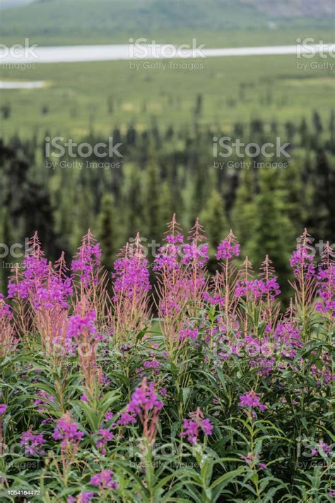 Beautiful Alaska Fireweed Purple Wildflower Portrait View With Boreal