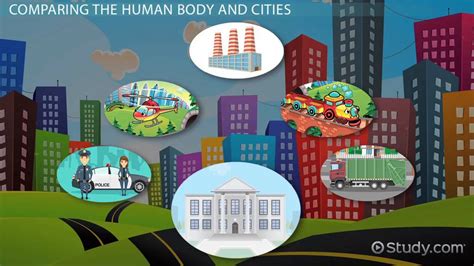 Body Structure Definition Function And Examples Lesson