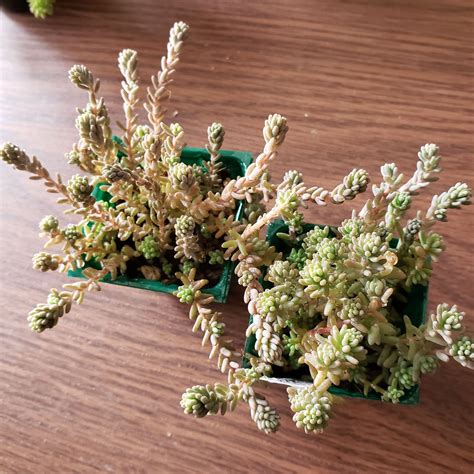 多肉植物 セダム ミルキーウェイ 抜き苗 メルカリshops