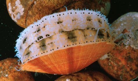 Ocean Explorium Opens New Live Sea Scallops Exhibit New Bedford Guide