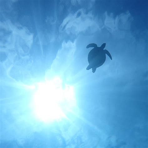 ダイブイン浜 on Instagram 空飛ぶカメ ベタ凪ぎ過ぎて海からも太陽空雲もはっきり見えてました ω