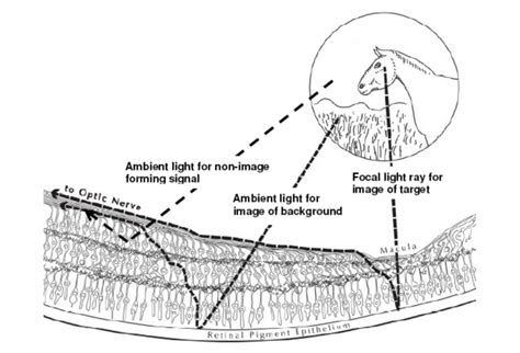 3 Fmri Analysis Of Three Concurrent Processing Pathways Mind Eye Institute