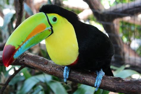 Free Images Nature Branch Bird Wildlife Wild Jungle Beak