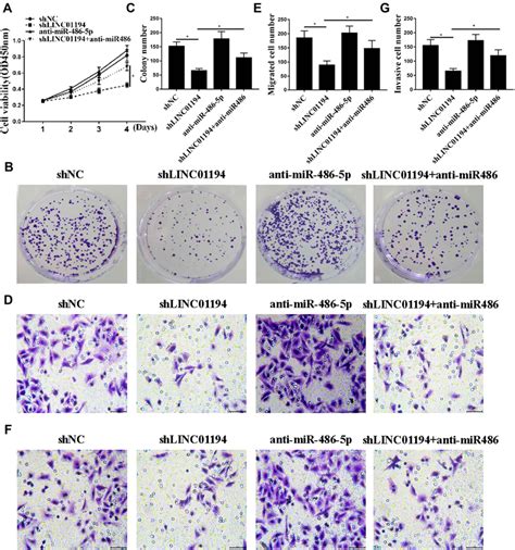 Linc01194 Exerted A Biological Effect On Nsclc Cells Via Mir 486 5p Download Scientific