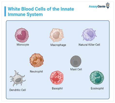 Innate Immunity The Bodys First Line Of Defence Assay Genie