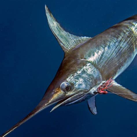 Species Profile Broadbill Swordfish PELAGIC Fishing Gear