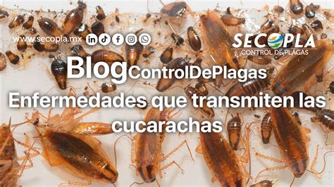 Enfermedades que transmiten las Cucarachas. - SECOPLA