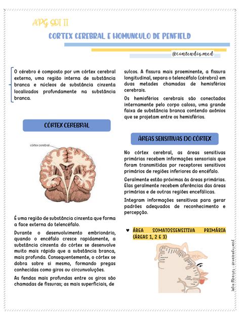 Apg 07 Córtex Cerebral E Homúnculo De Penfield Pdf Córtex Cerebral
