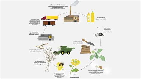 Schweizer Raps Anbau Und Ernte Schweizer Raps