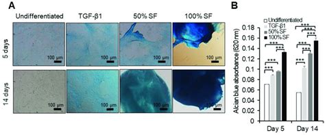 Evaluation Of Chondrogenic Differentiation In The Presence Of