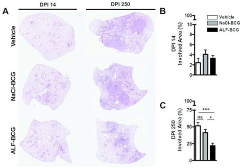Vaccination With Alf Exposed Bcg Reduces Pulmonary Inflammation In The
