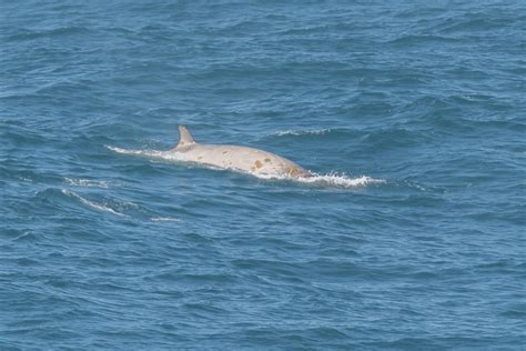 Moby Dick Moby Dick Was The White Sperm Whale In Herman Me Flickr