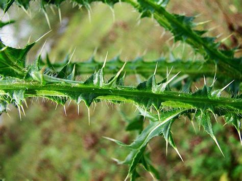 Kleines Artenportrait Mit Text Und Fotos Von Carduus Acanthoides Weg