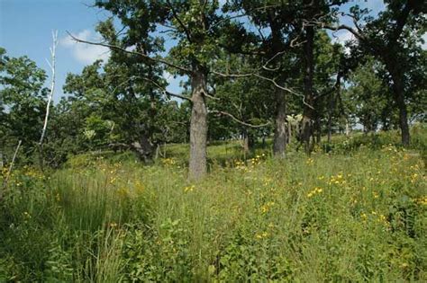 White Oak Savanna Highly Endangered Native Midwestern Ecosystem