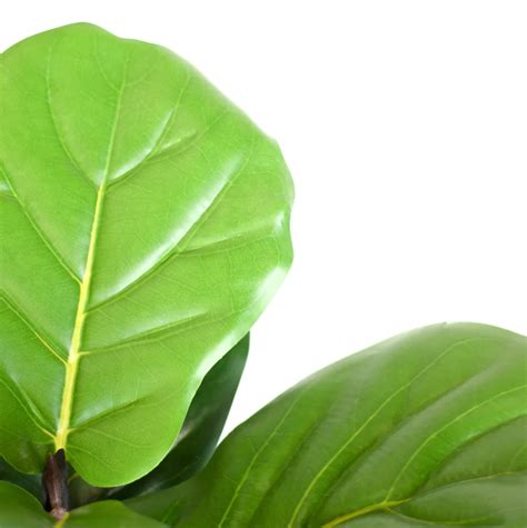 Small Fiddle Leaf Tree The Feathered Farmhouse