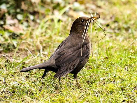 Amsel Vogel Singvogel Kostenloses Foto Auf Pixabay Pixabay