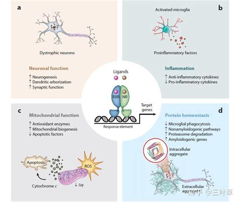 神经退行性疾病中的核受体｜编译 知乎