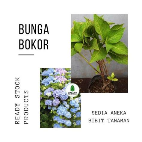 Jual Bibit Bunga Bokor Hortensia Panca Warna Shopee Indonesia