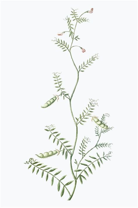 Lentils Wallpapers Wallpaper Cave