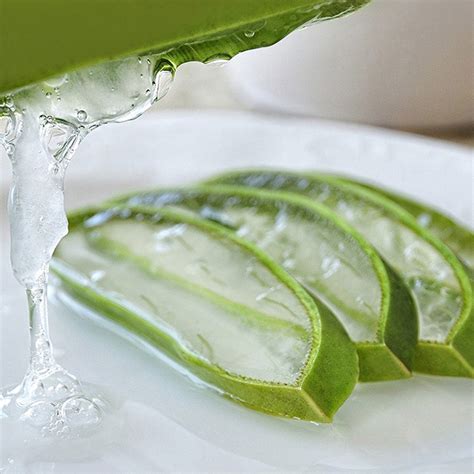 권도영알로에 유기농 생알로에 베라 1kg 3kg 식용 알로에 아보레센스 1kg 티몬