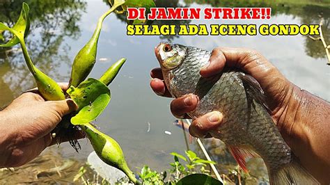 UMPAN ALAMI YANG DI SUKAI TAWES SIRIP MERAH1000 AMPUH YouTube