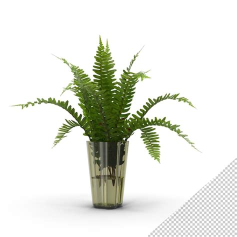 Helecho En Maceta Png Archivo Psd Premium