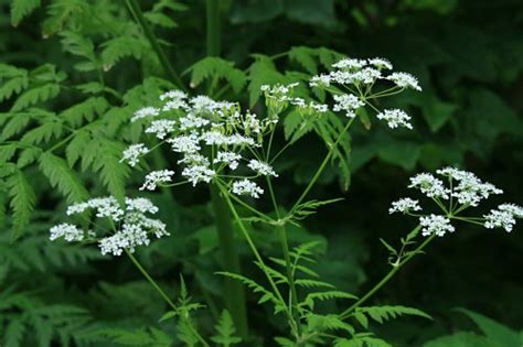シャク杓コリアンダーの特徴 山野草を育てる