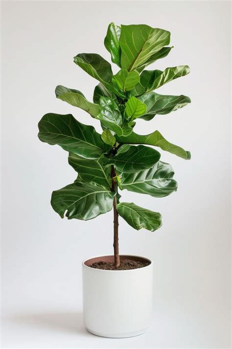 Fiddle Leaf Fig Simply Natural