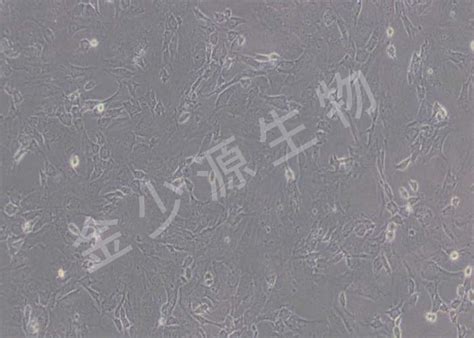 小鼠胚胎成纤维细胞 Balb3t3金少源上海生物科技有限公司