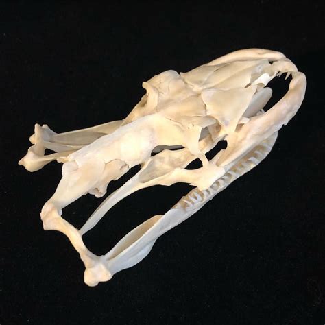 Xxl Reticulated Python Skull Taxidermy And Skulls