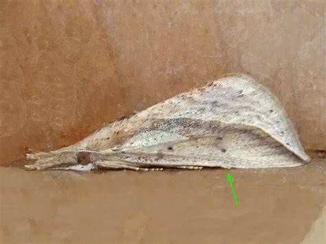 北茨城周辺の生き物 サザナミアツバ