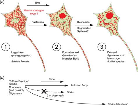 Htt Ex1 Aggregation Routes Suggested By Super Resolution Whole Cell