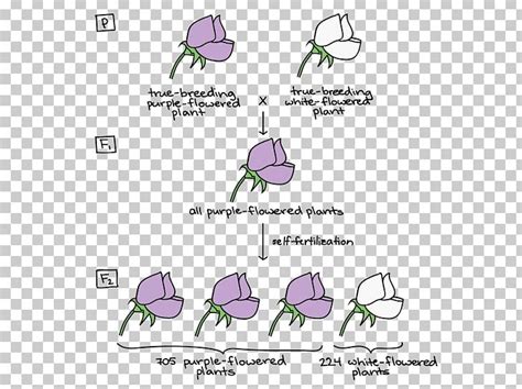 Mendelian Inheritance Biology Genetics Video Lesson PNG Clipart Angle Area Aula Biology