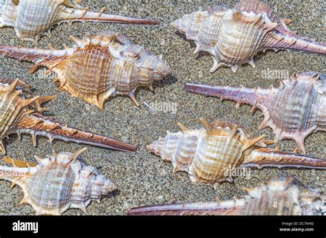 Closeup View Of An Arrangement Of Spiny Seashells From Marine Snails Or